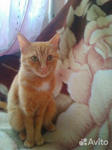 Кошка пропала