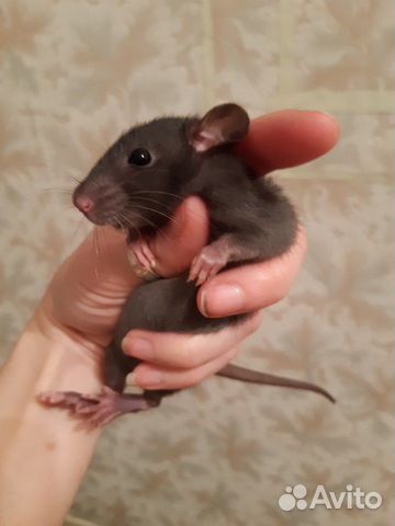 Крыса, крысёнок, Дамбо