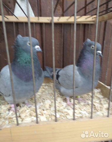 Голуби, сербские высоколетные