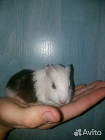 Морская свинка