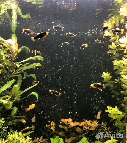 Пецилии гавайские, пецилия трёхцветная