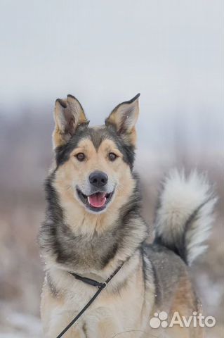 Боська
