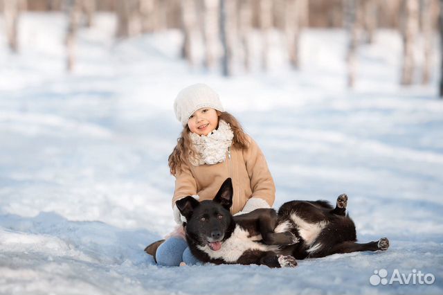 Собака Лейла ищет хозяина