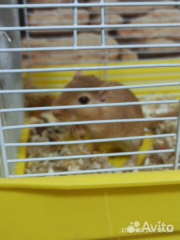 Монгольская песчанка с клеткой