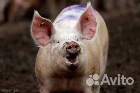 Продаются свиньи живим весом