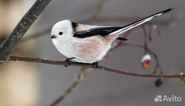 Синичка ополовничек