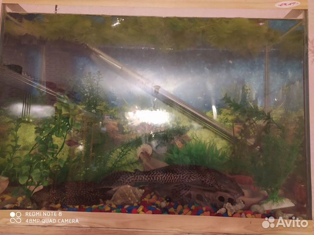 Рыбки сомик