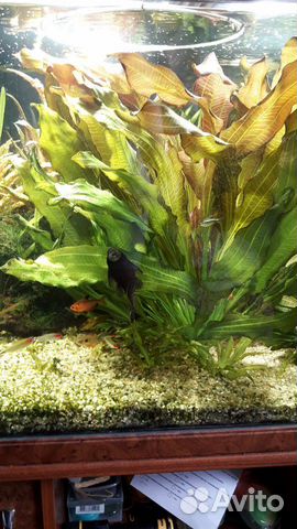 Аквариумное растение, Эхинодорус Рубин