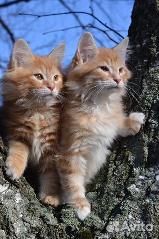 Красные курбобики