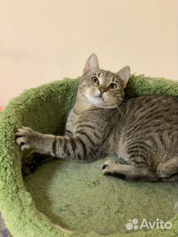 Кот - потомок короля-Льва