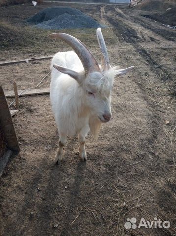 Козел для случки