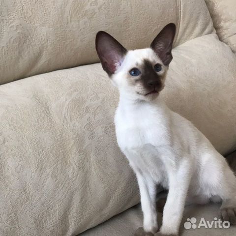 Ориентальные котенок