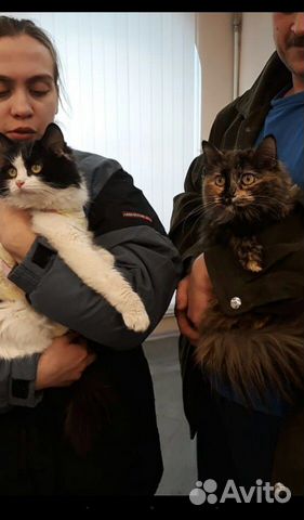 Нам очень нужен новый дом. Мальчик и девочка 8мес