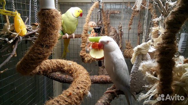 Ожереловые попугаи