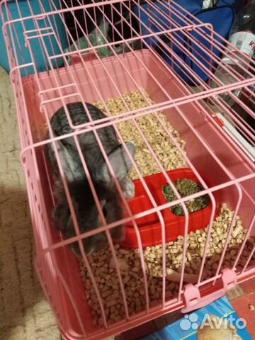 Кролик домашний