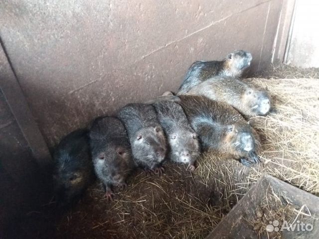 Продам нутрий