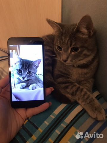 Отдадим кота в добрые руки