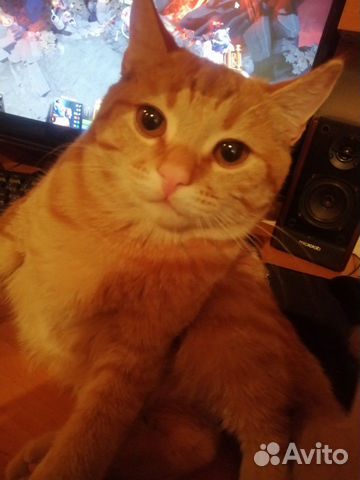 Отдам котэ(рыжего)