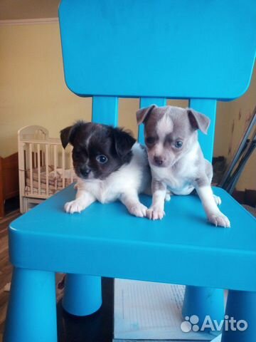 Чихуахуа редких окрасов