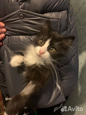 Сонечка ищет дом