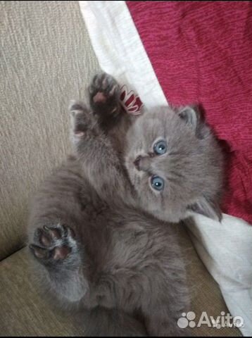 Очаровательные британцы