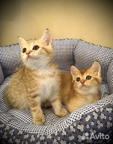 Шотландские котята