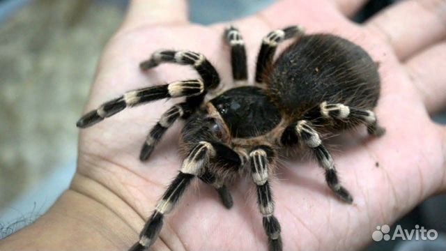 Паук Белоколенный Acanthoscurria geniculata