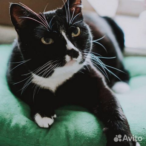 Кошка чёрная