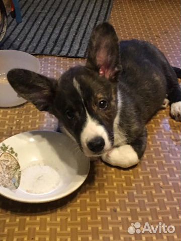 Собака, щенок 4 месяца, Корги