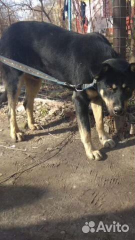 Супер метис