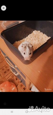 Хомяк сирийский