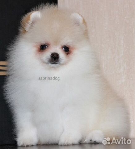 Девочки и мальчик,окрасы крем,оранж,оранж-соболины