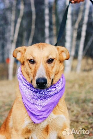 Рыжая красотка Сандра в добрую семью