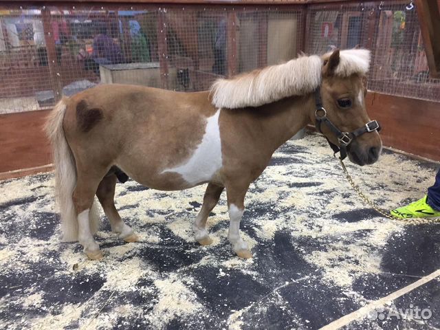 Американский миниатюрный пони