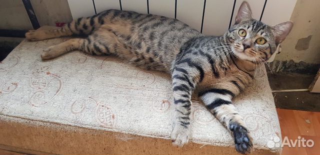 Котёнок мальчик 8 мес в добрые руки