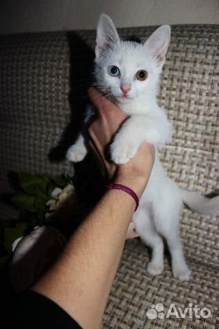 Белый котенок с разноцветными глазами
