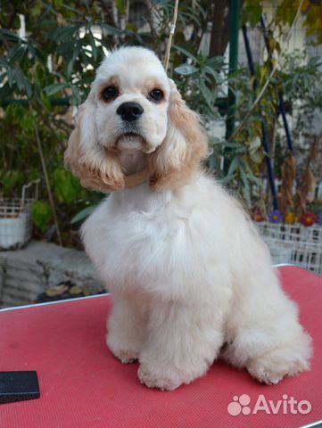 Американский кокер спаниель