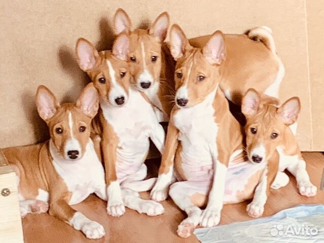 Щенки Басенджи