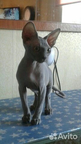 Канадский сфинкс