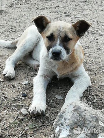 Метис в добрые руки