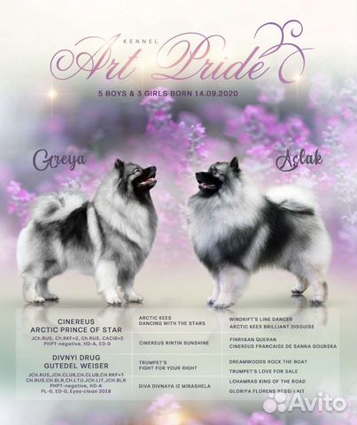 Шикарные щенки вольфшпица питомник