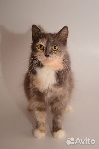 Кошечка Тесса