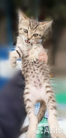 Пятнистое чудо хочет домой