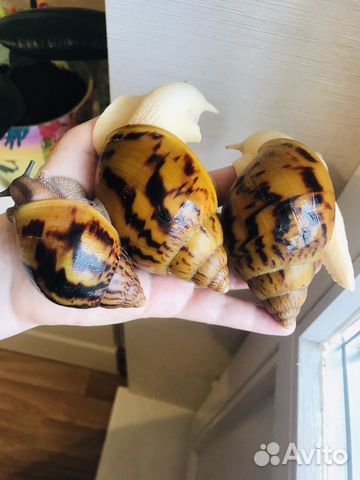 Улитки ахатина ахатина тигр цена за все