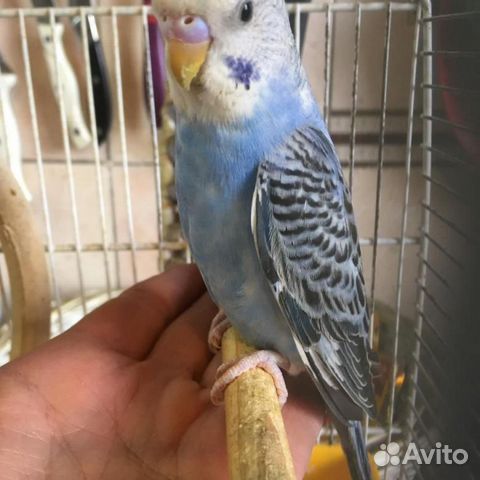 Попугайчики