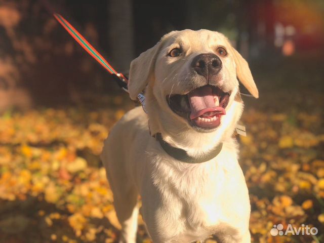 Красавиц Елисей ищет семью