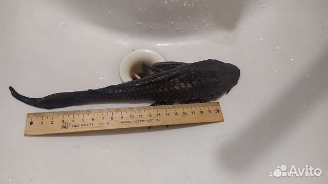 2 сома прилипалы и замок для них