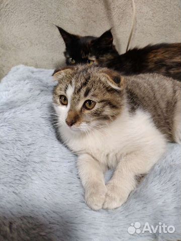 Вислоухий кот 3 месяца