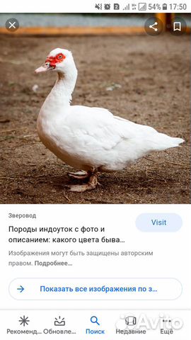 Индоутки (семья) на развод потомства