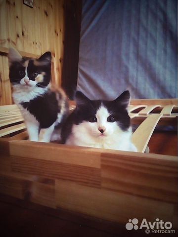 Котятки в добрые руки